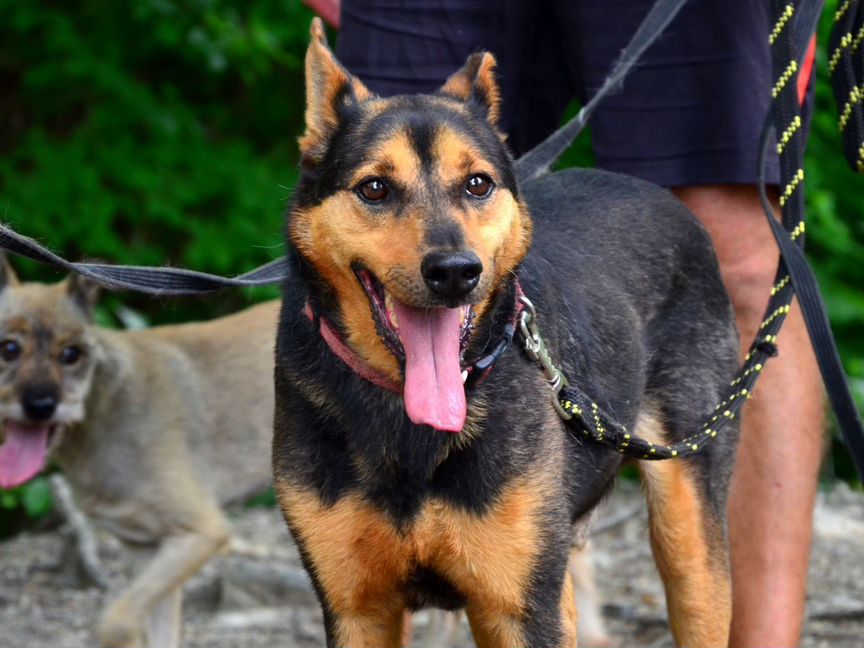 Собака в добрые руки