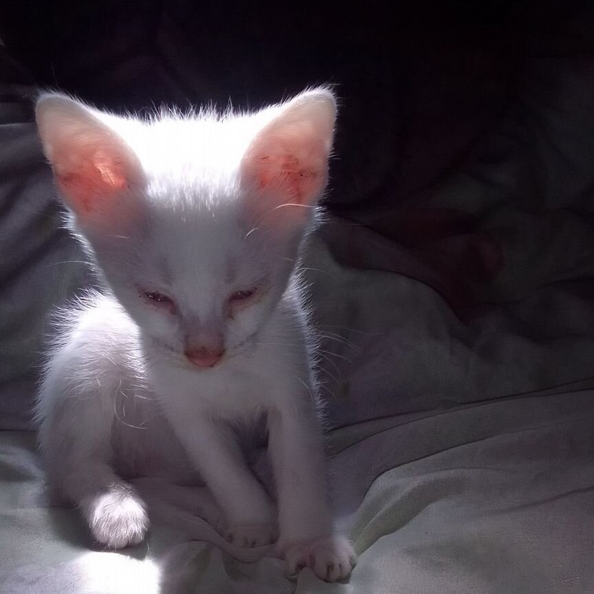 Отдам в добрые руки