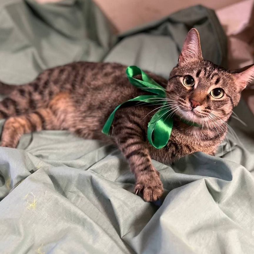 Взрослая, кошка в добрые руки