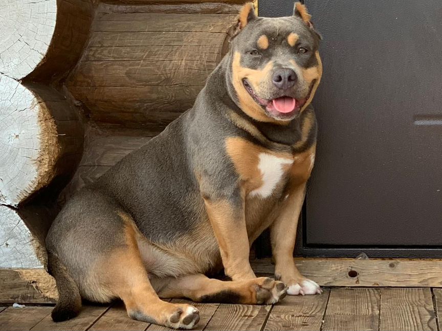 Американский булли. Девочка. Щенок. 10 месяцев