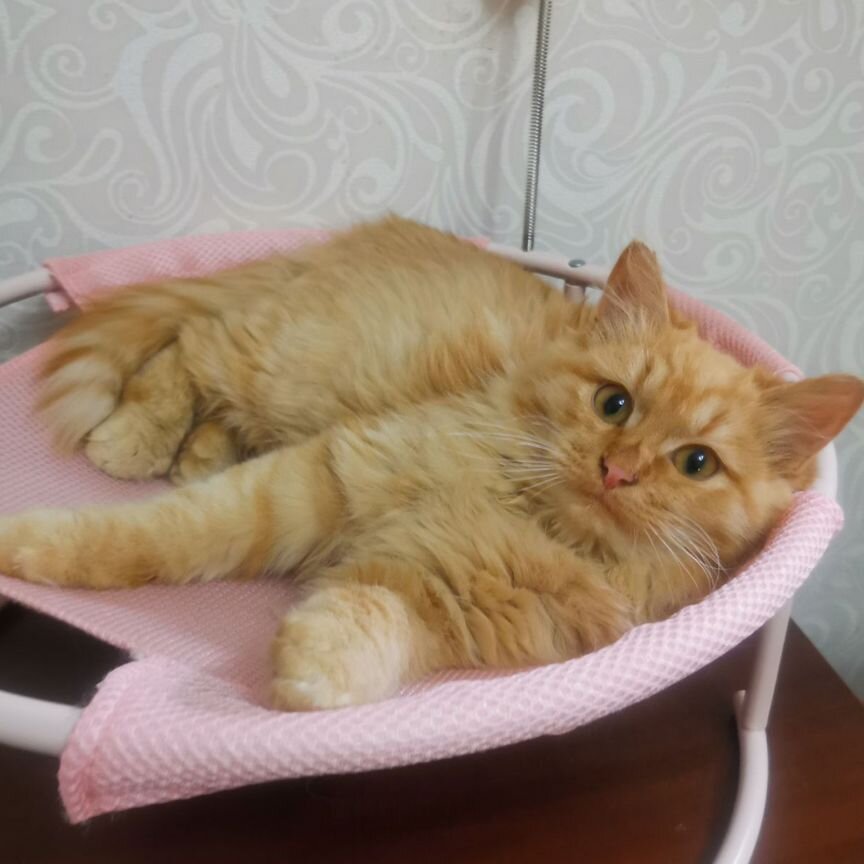 Рыжий котенок пушистый мальчик