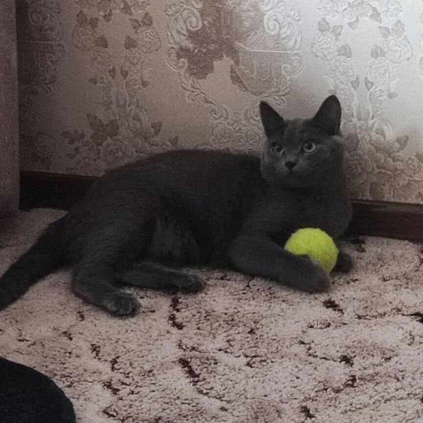 Кошка в дар бесплатно