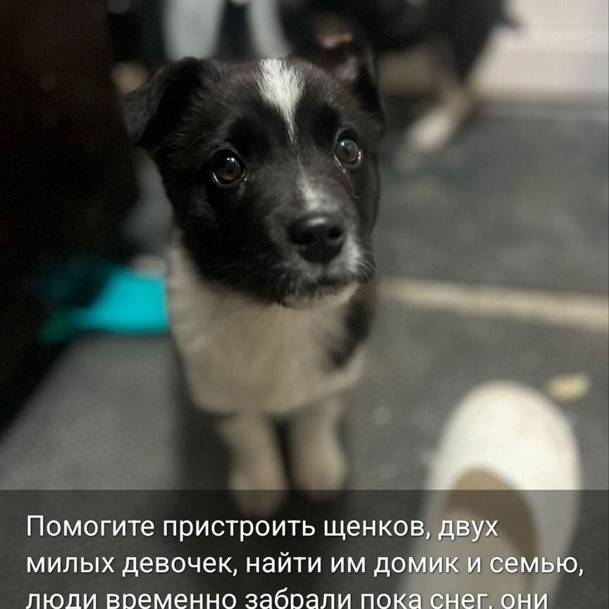 Помогите 2 щенкам найти домик и добрых хозяев