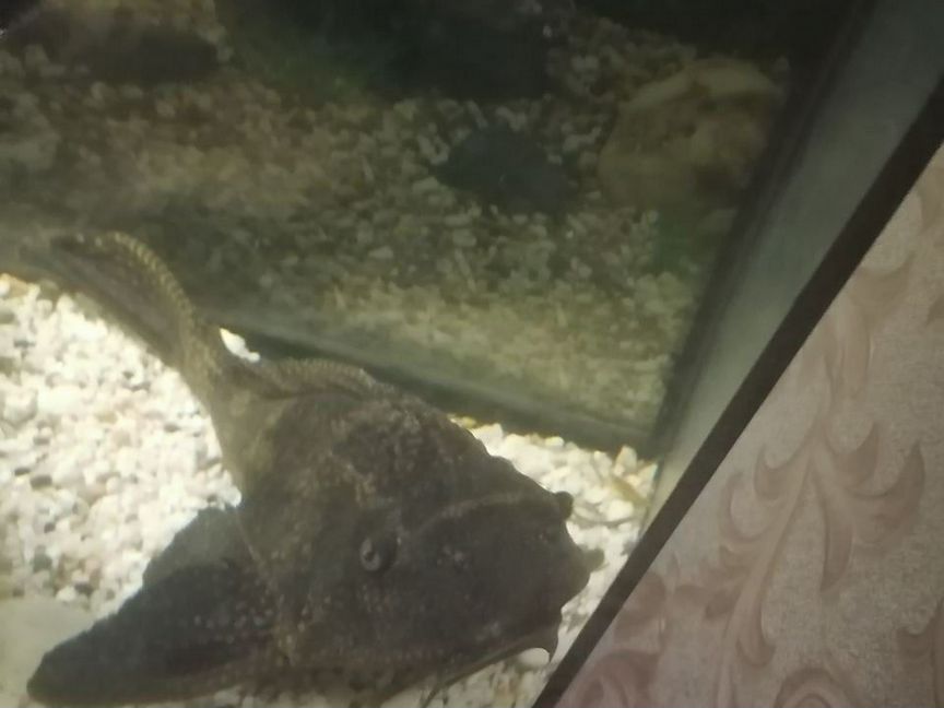 Сом птеригоплихт