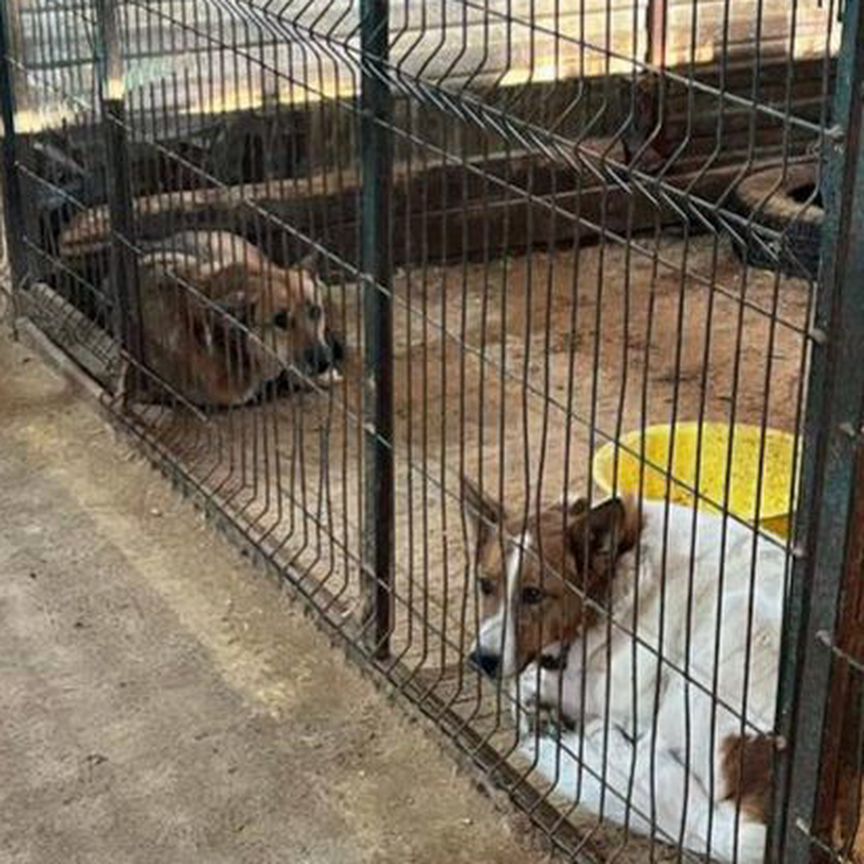 Взрослая собака в добрые руки