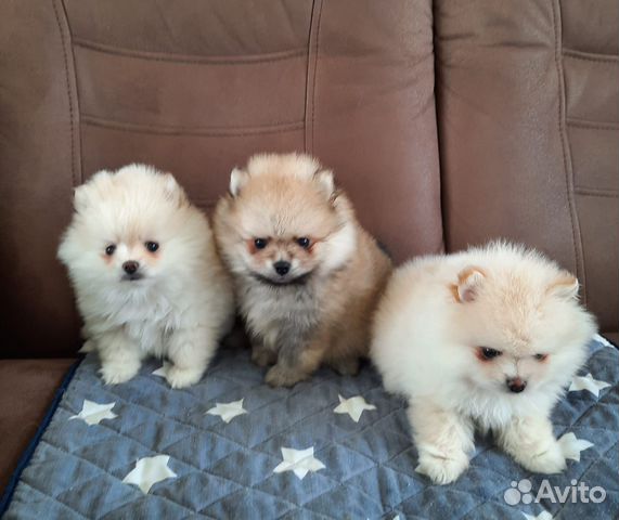 Щенки померанского шпица