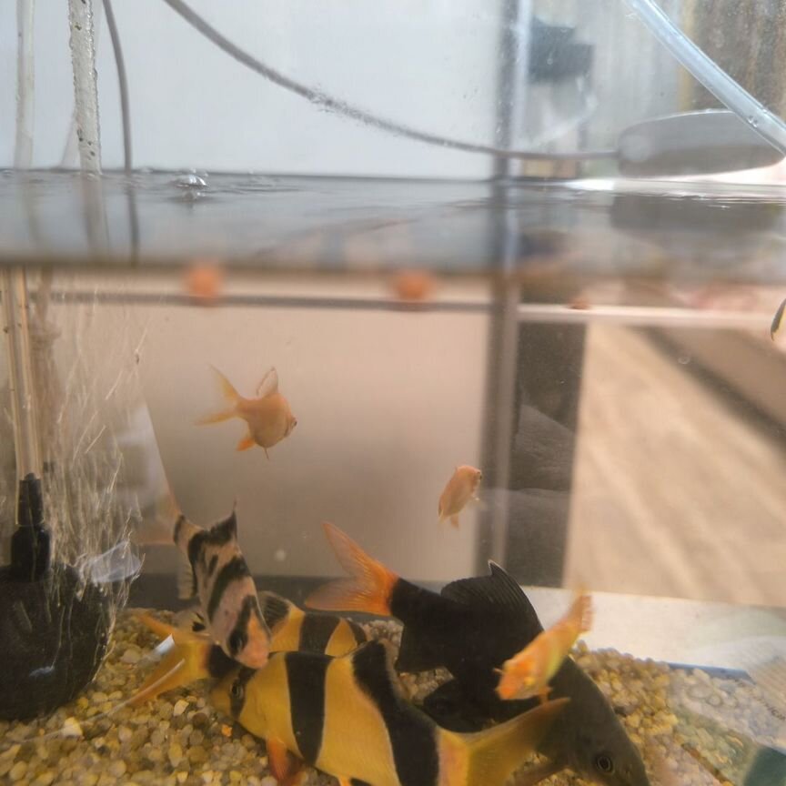 Аквариумные рыбки