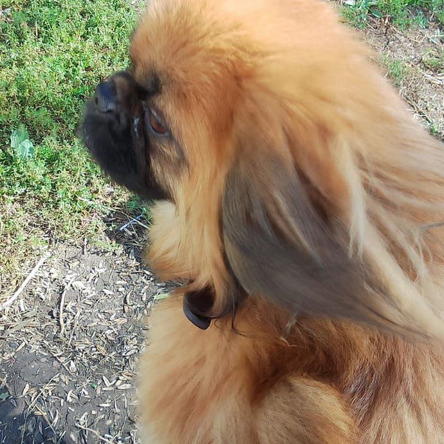 Собака пекинс в добрые руки