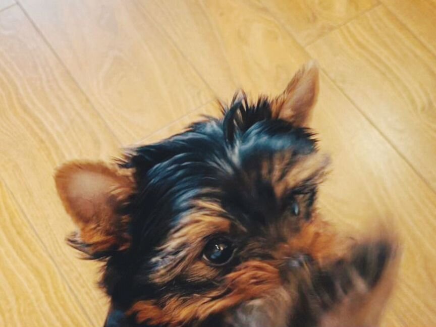 Йоркширского терьера мини