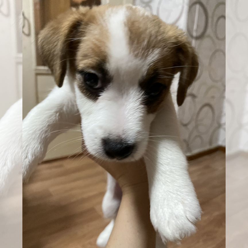 Джек-рассел-терьер, щенок