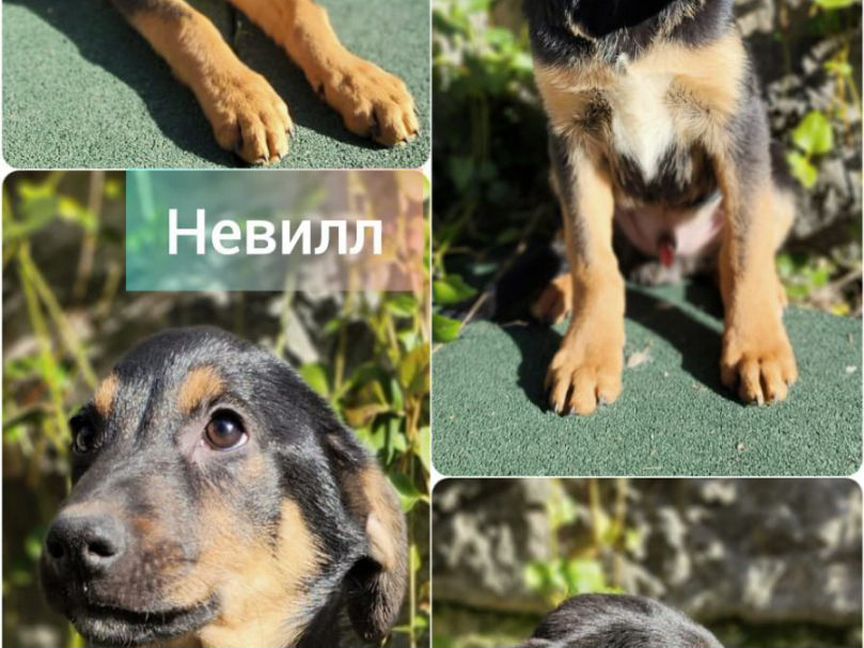 Щенки ищут дом