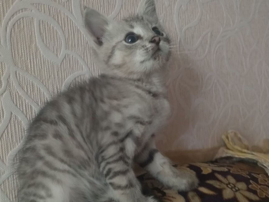 Котенок