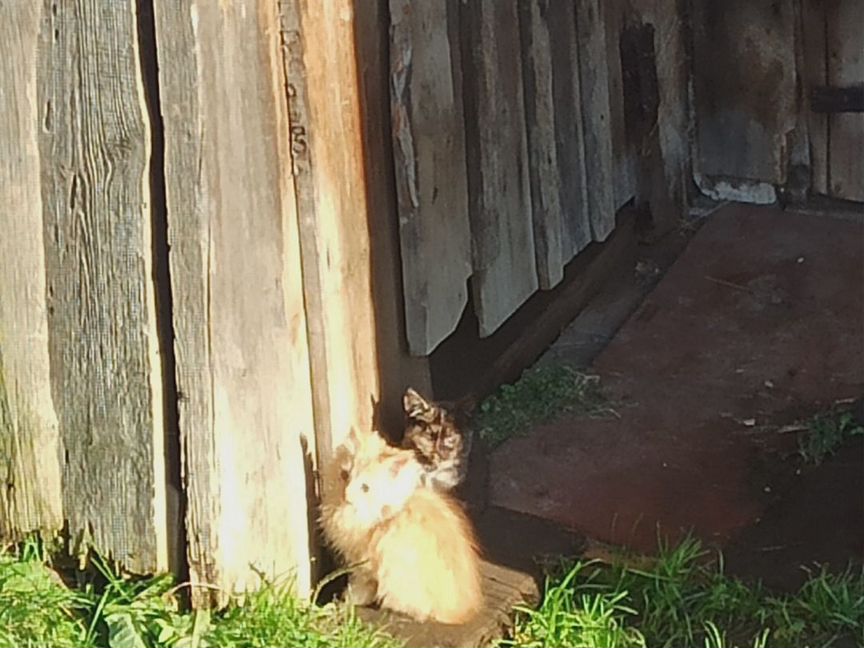 Спасите кошек и котят