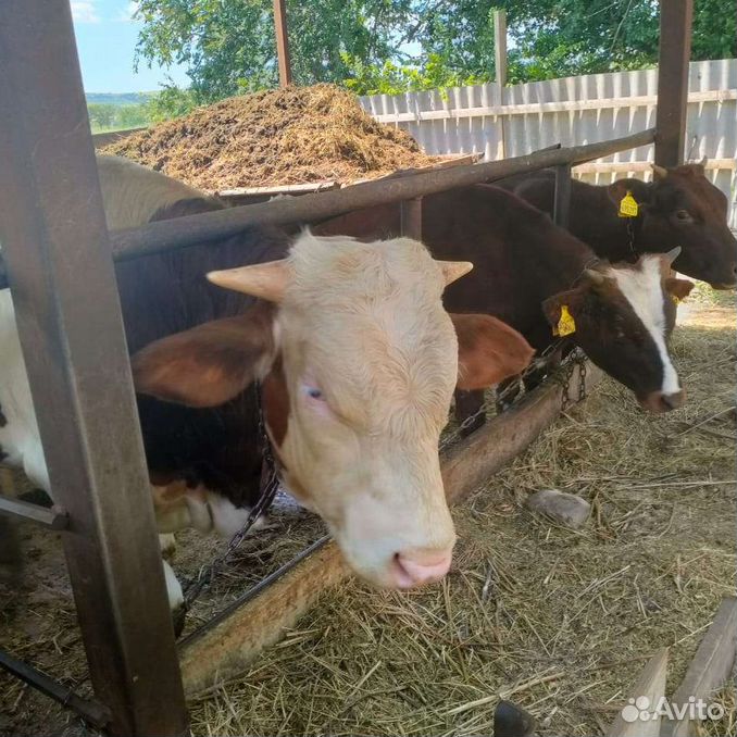 Бык цементал на племя