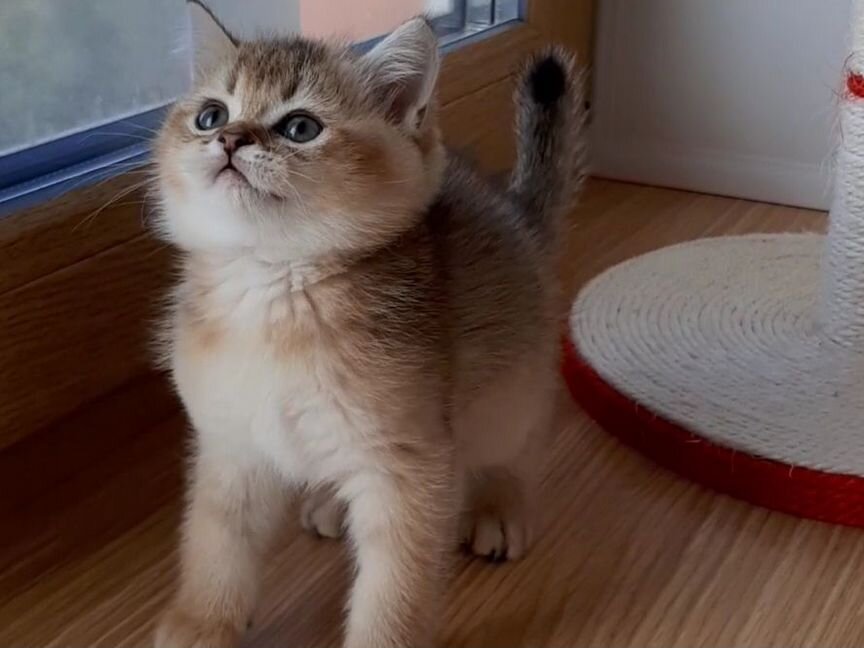 Шотландская золотая шиншилла.Котята
