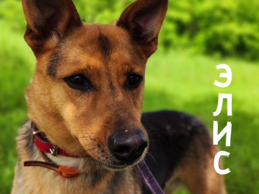 Собака в добрые руки