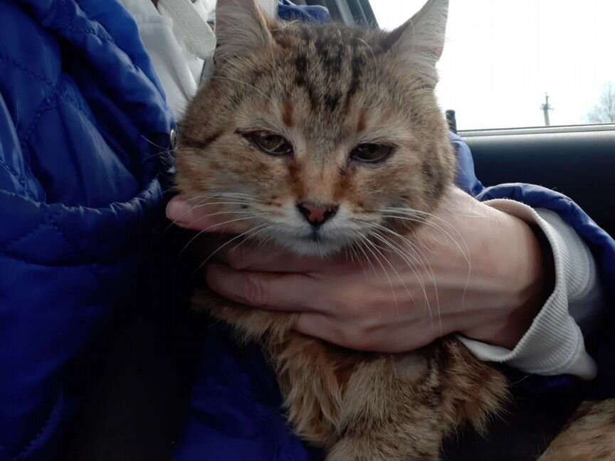 Кошка в дар