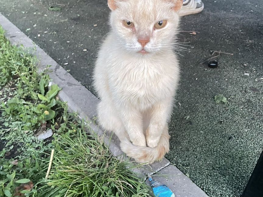 Котено бесплатно привезу