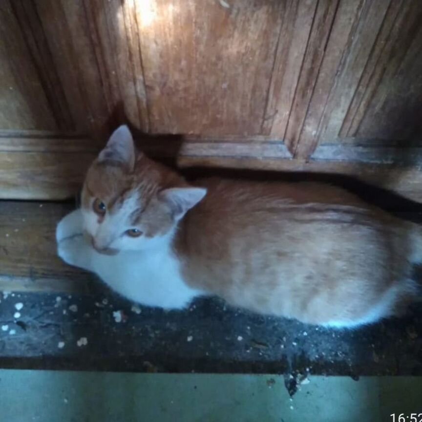 Отдам в добрые руки