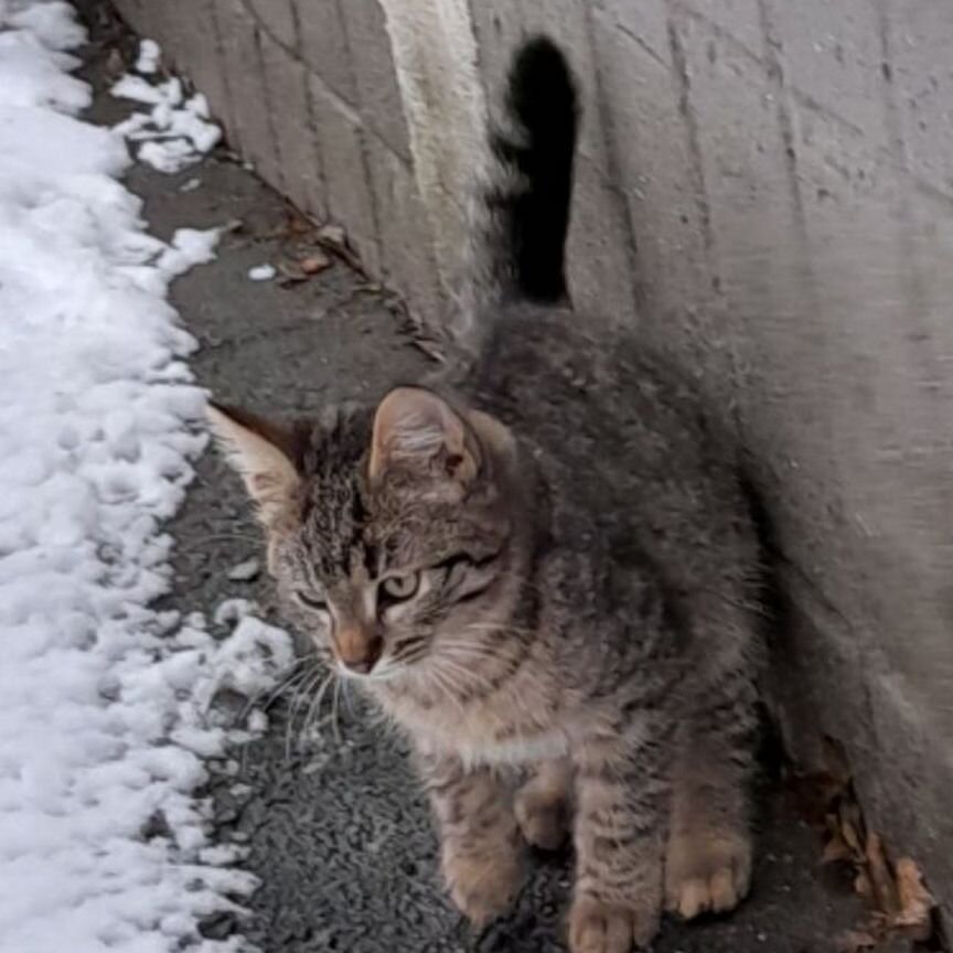 Котёнок мальчик 5 мес