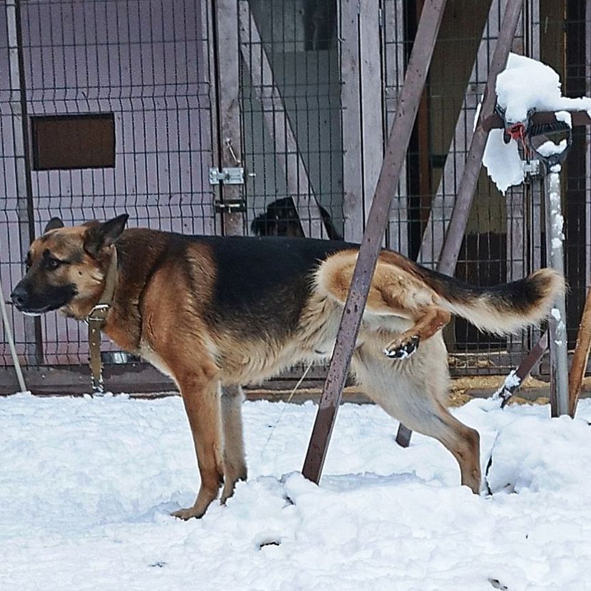 Мухтар, овчарка 1.5 года, в добрые руки