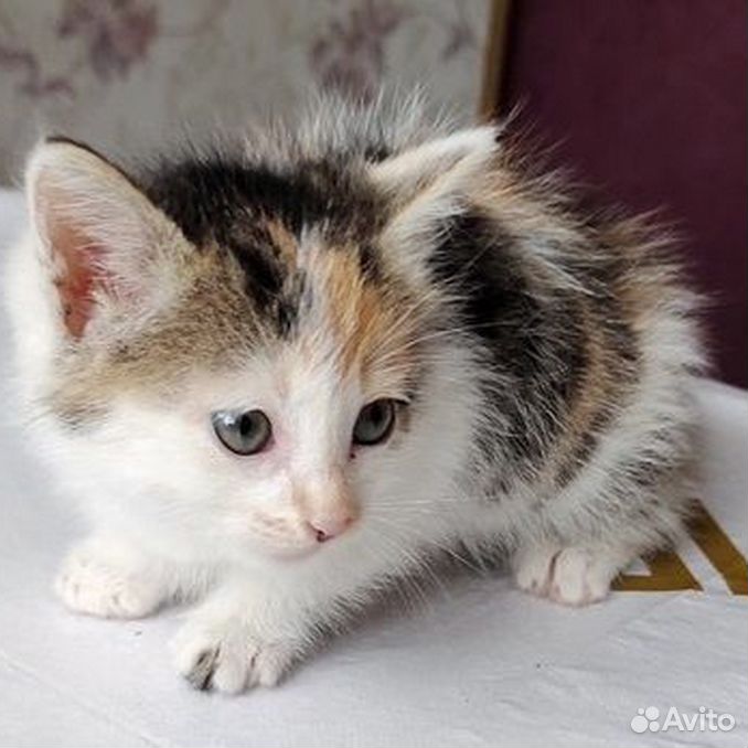 Пестрый трехцветный котенок в добрые руки