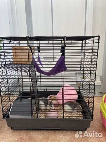 Декоративная крыса дамбо