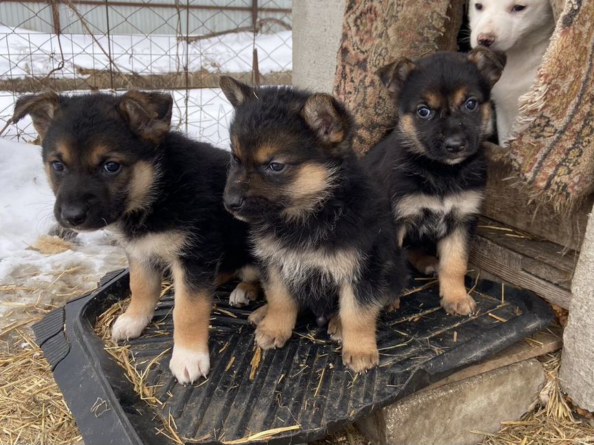 Немецкая овчарка