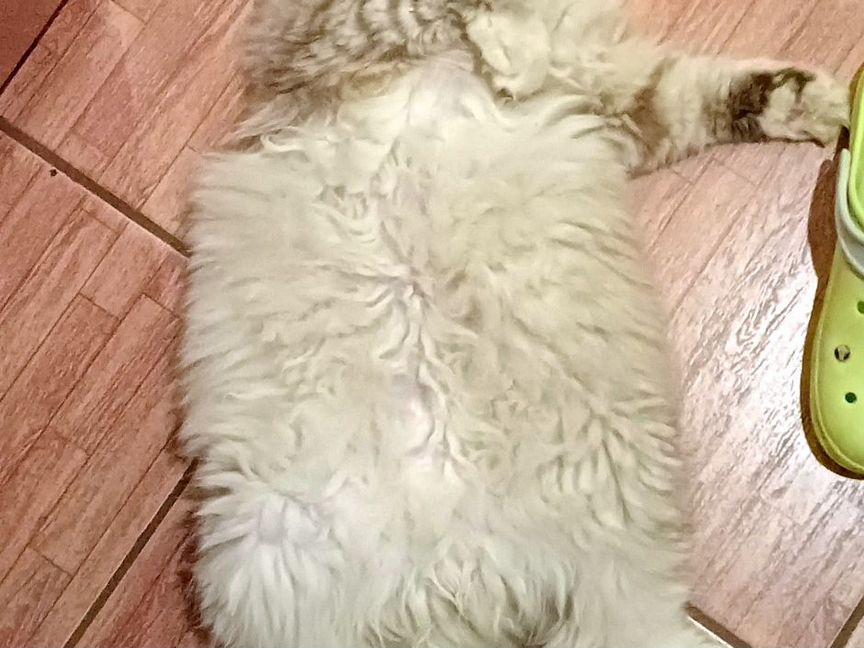 Кому сладкий пирожок