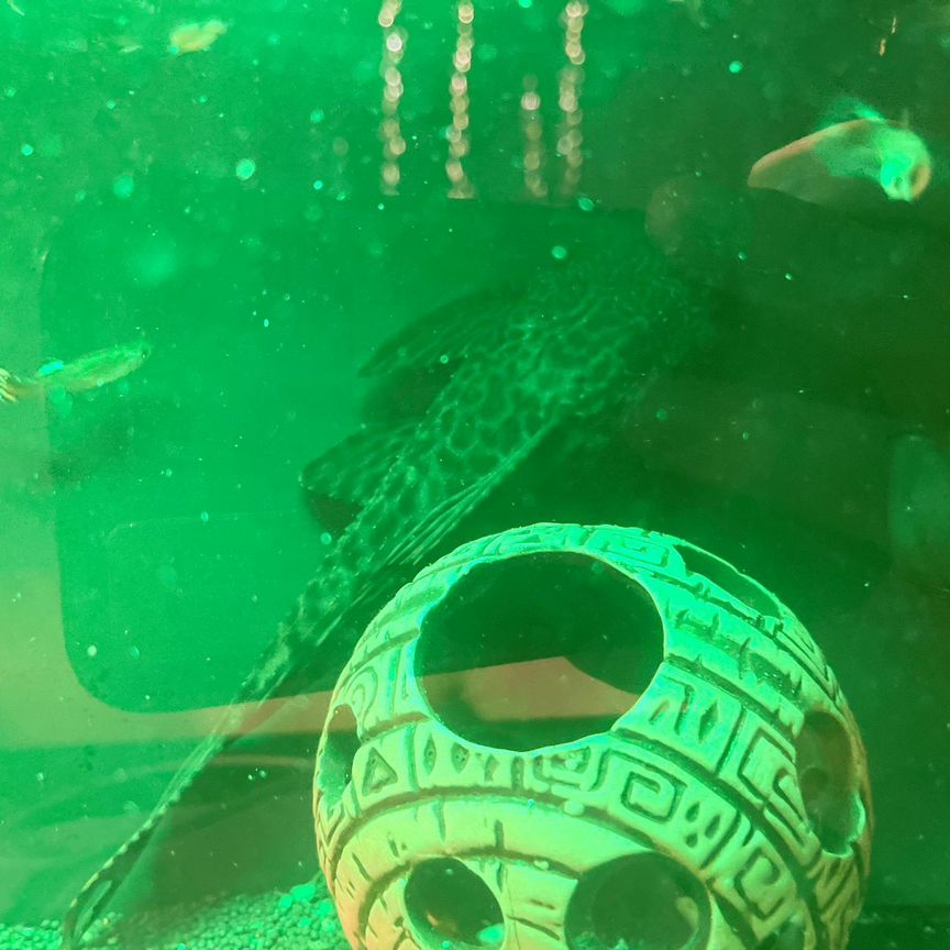 Сом птеригоплихт и Гуппии