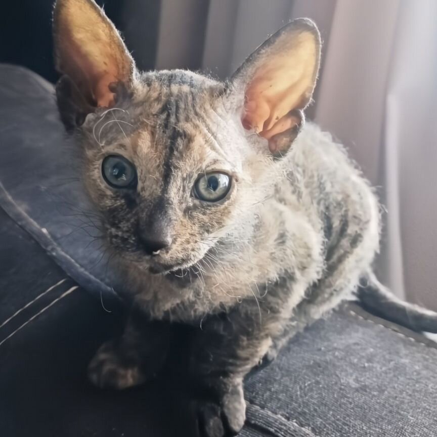 Донской сфинкс котёнок