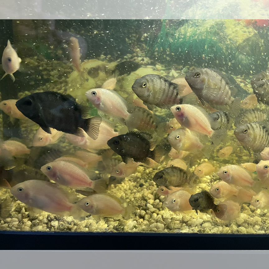Мальки цихлид