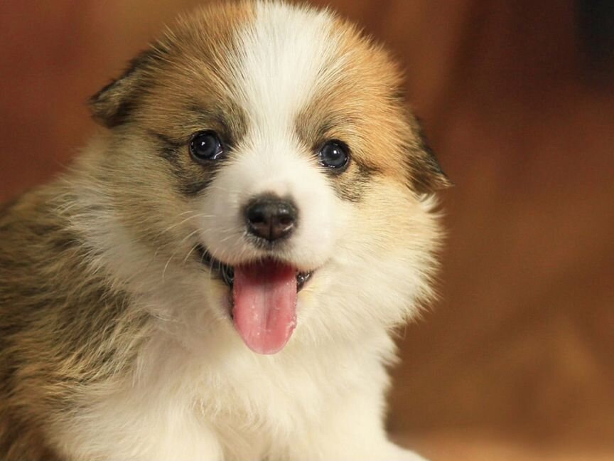 Шикарная девочка вельш-корги