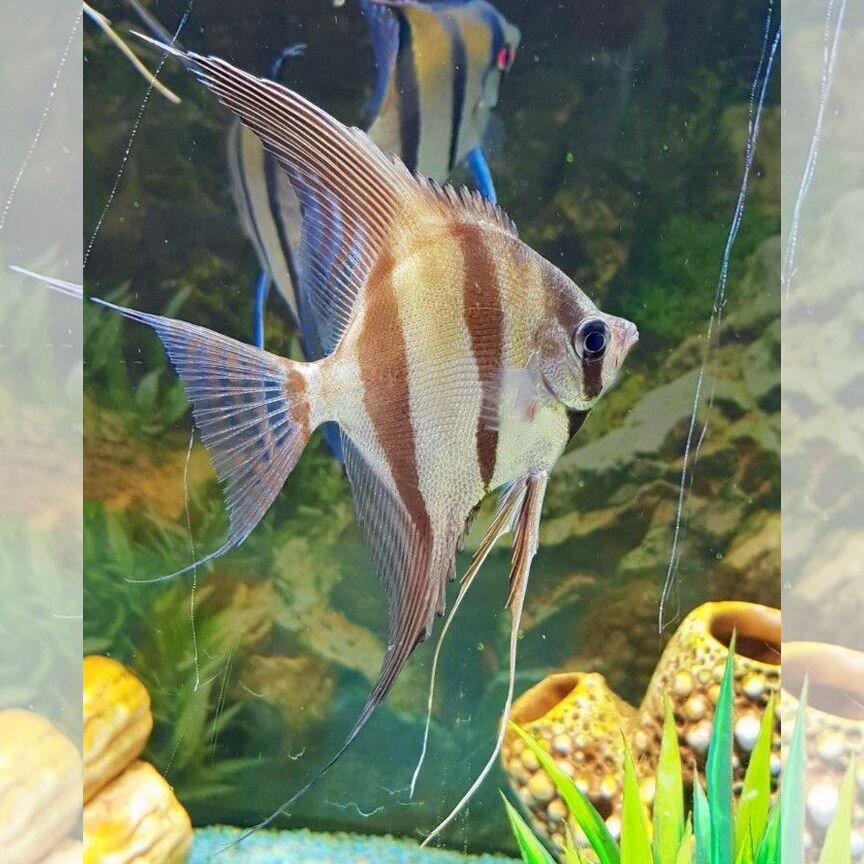 Скалярий Рио нанай