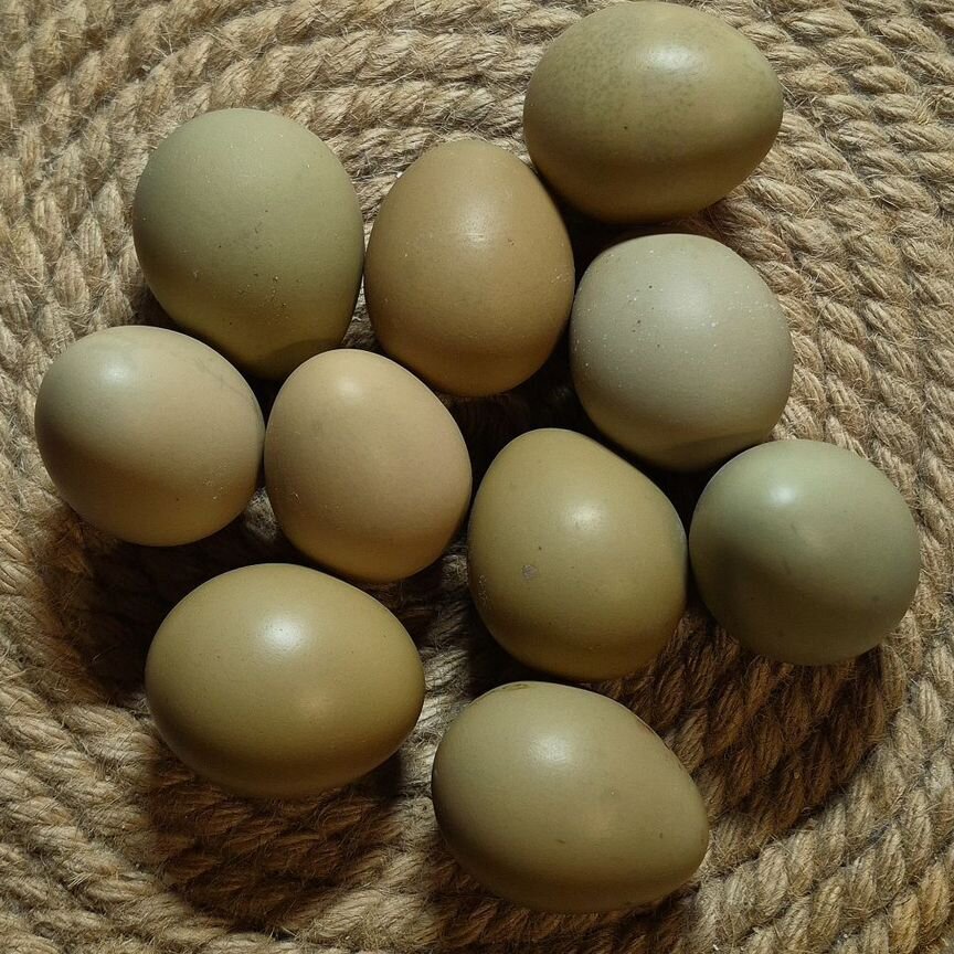 Инкубационное яйцо фазана охотничьего