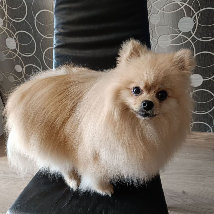 Померанский шпиц