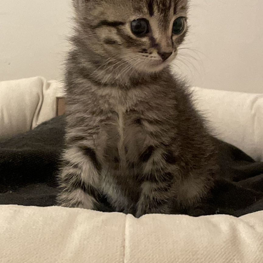 Три прекрасно адаптированных и социализированных м