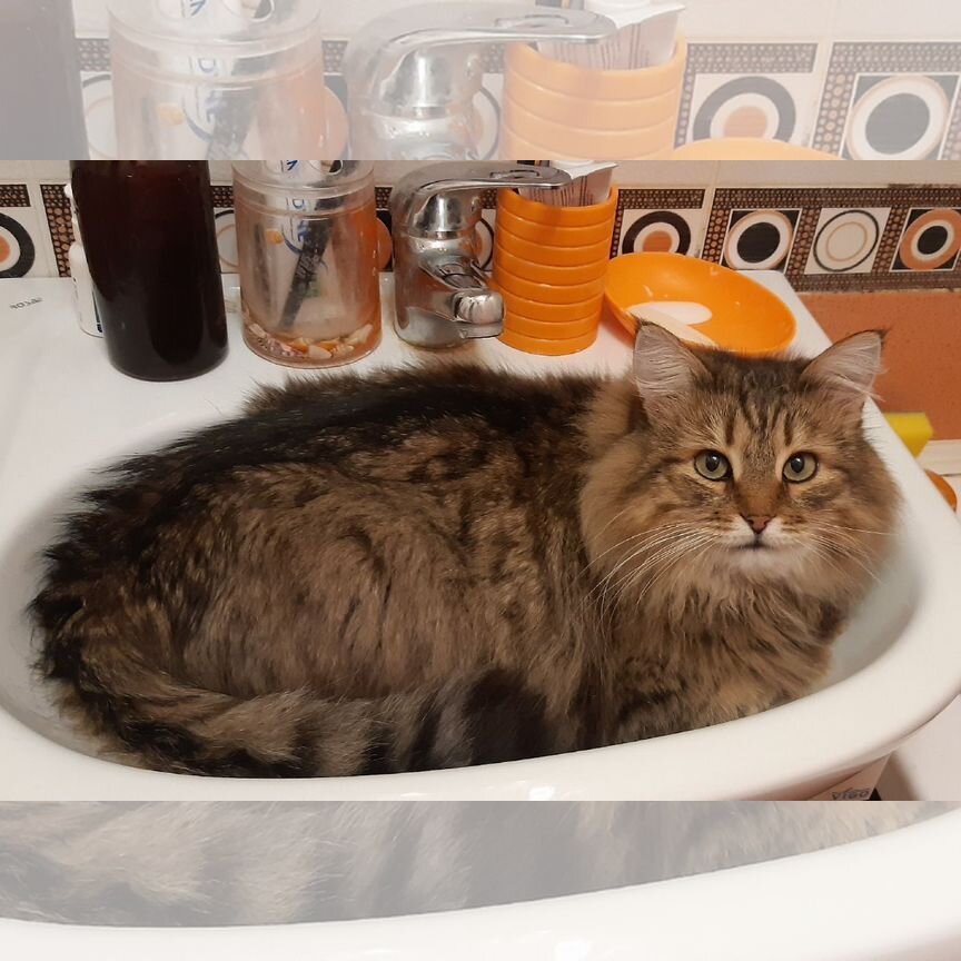 Кошки в добрые руки бесплатно