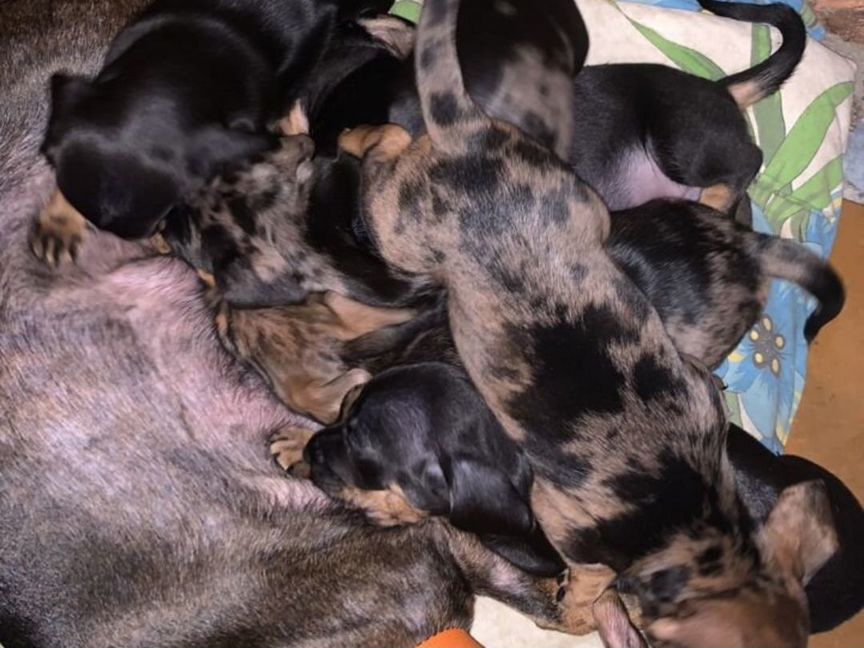 Щенки Таксы мраморные чепрачные