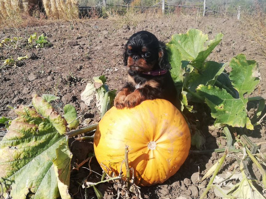 Мини Мальчик Кингушонок