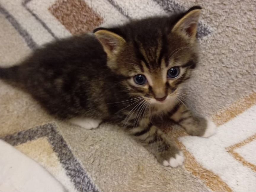 Котята в добрые руки бесплатно