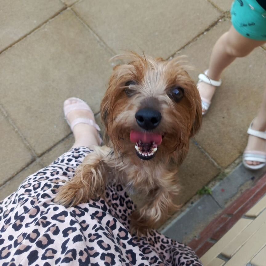 Йоркширский терьер