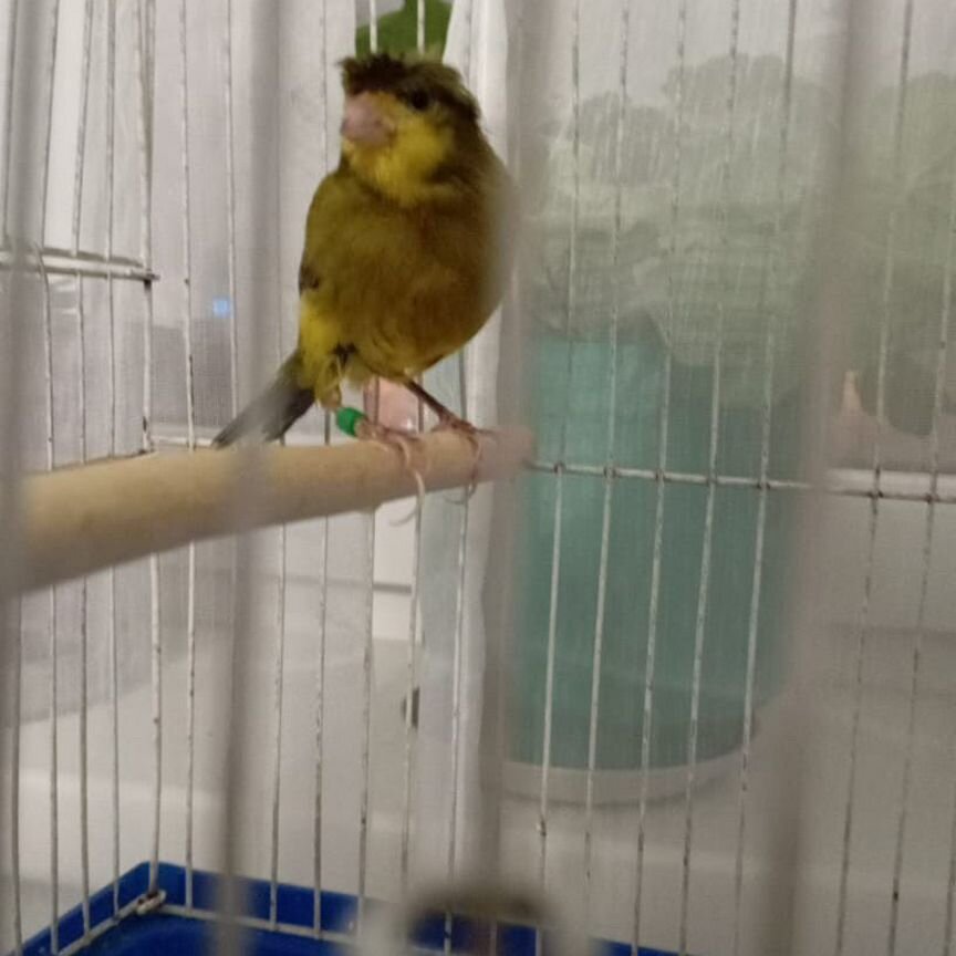 Кенар певчий