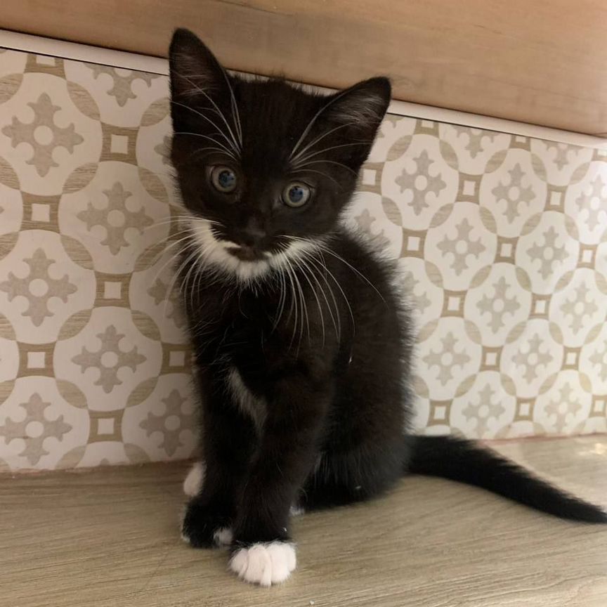 Котенок Моцарт