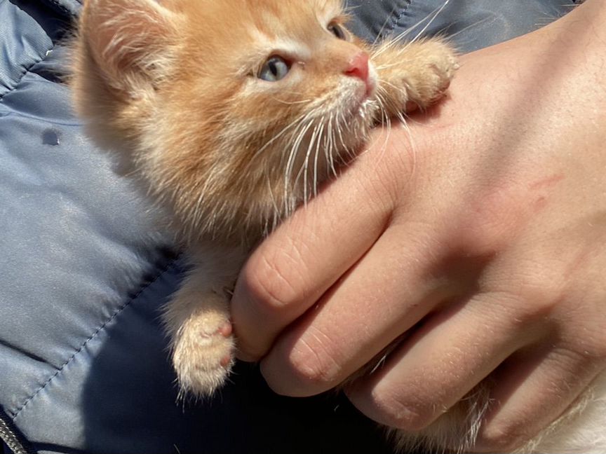 Котята в добрые руки