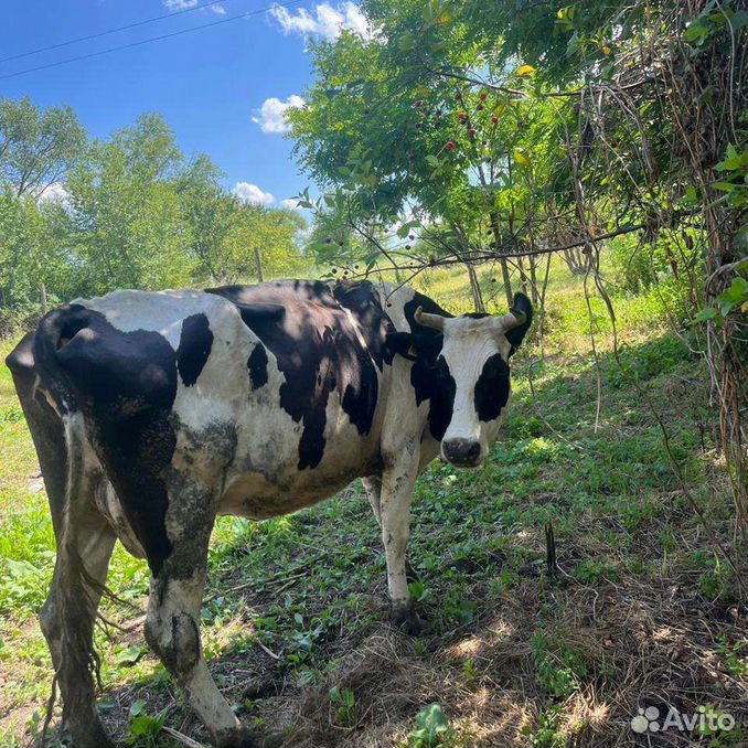 Голштинская корова