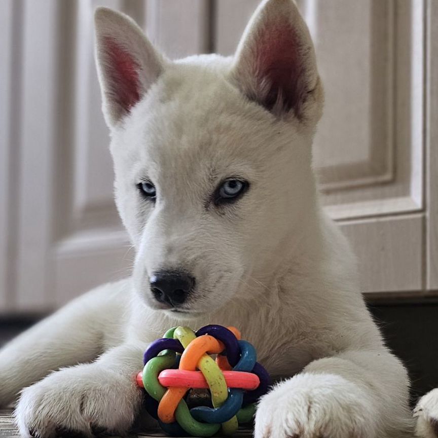 Сибирский хаски, щенок