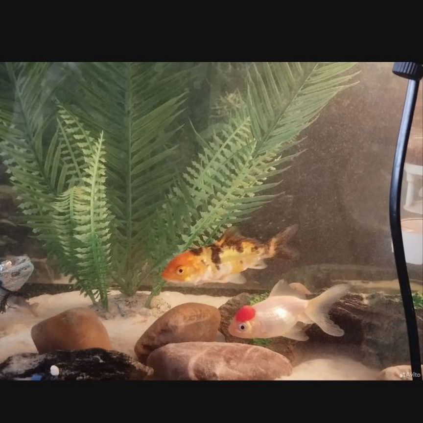 Телескоп, карп, красная шапочка, 2 сомика