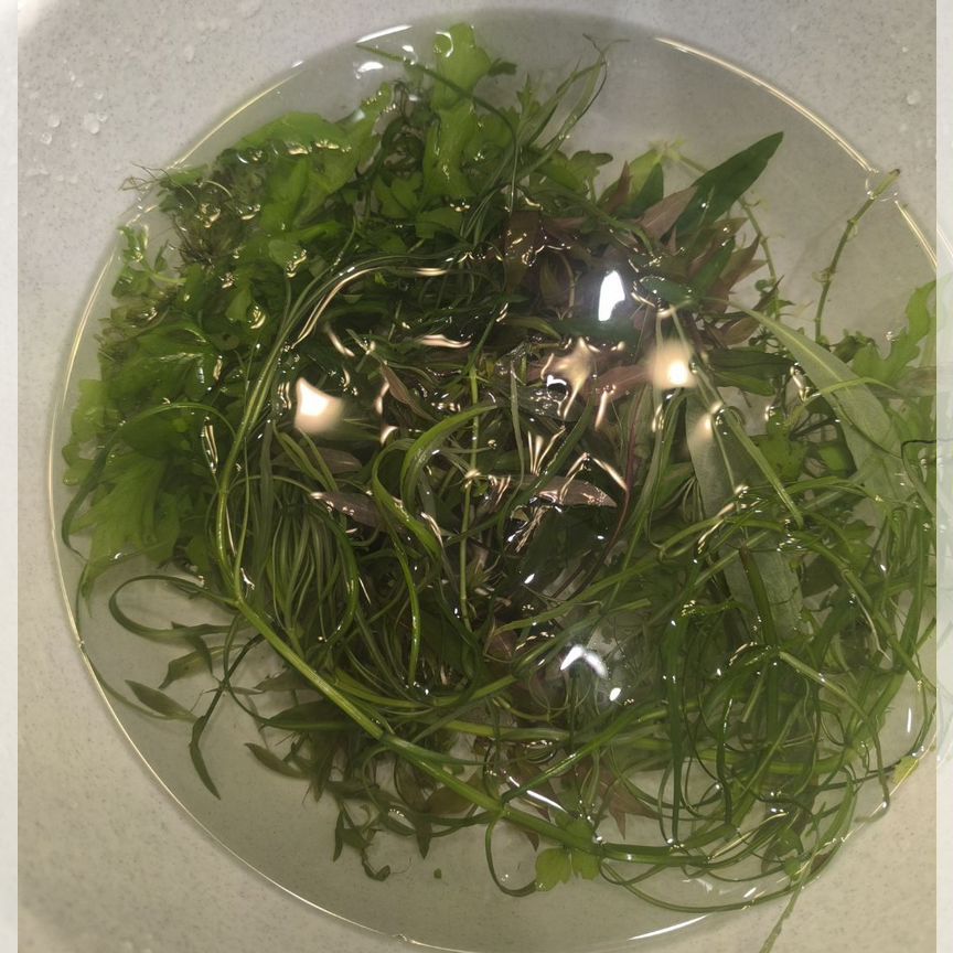 Аквариумные растения прополка