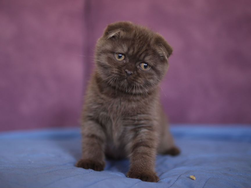 Плюшевый котик
